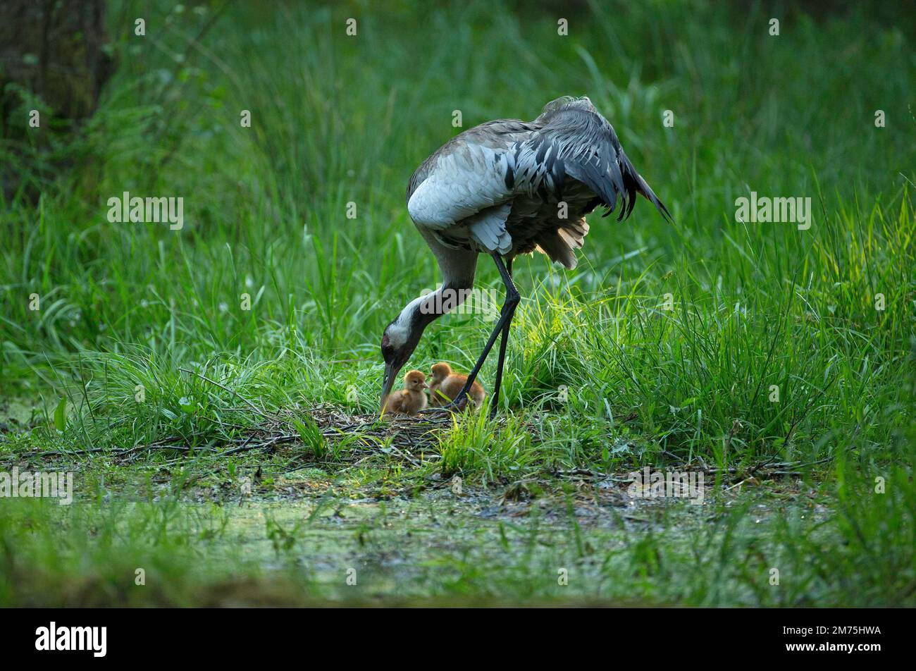 Crane or common crane (Grus grus), adult bird at nest with both newly ...