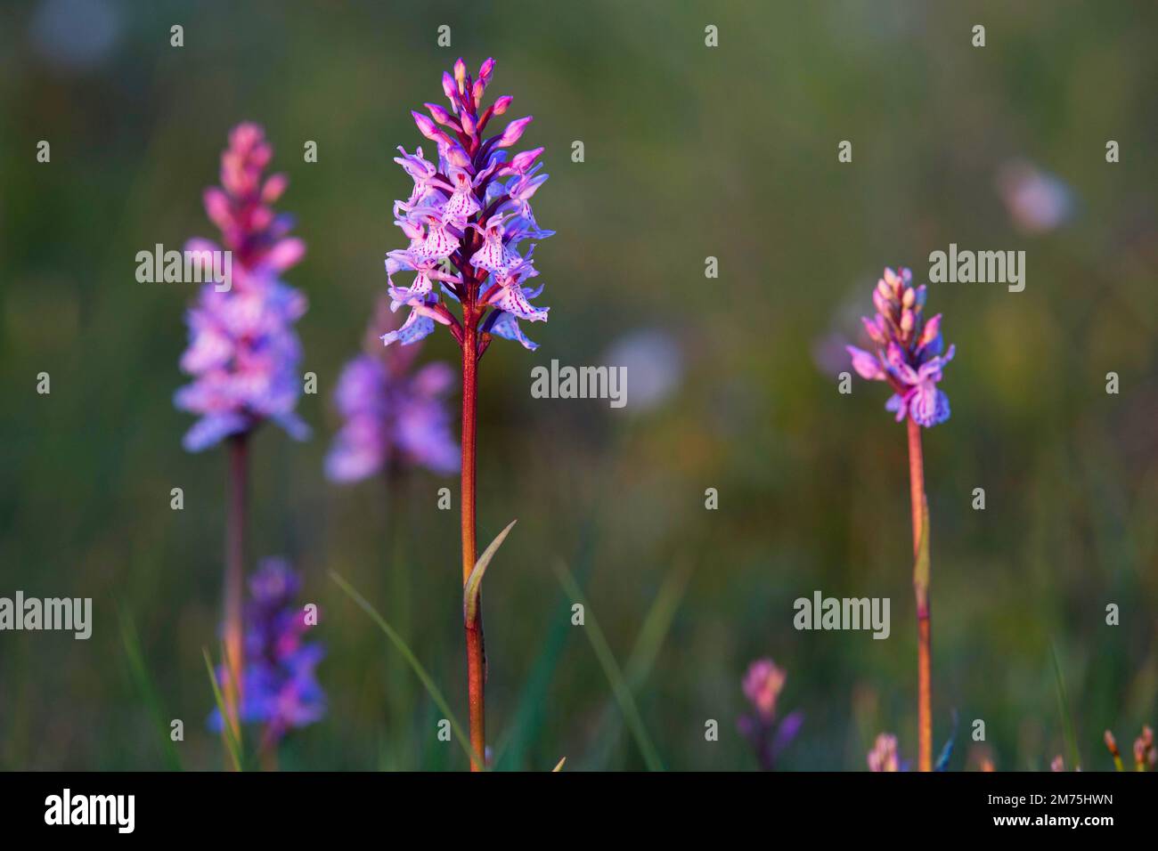 Montell's fingerroot (Dactylorhiza maculata subsp. montellii ...