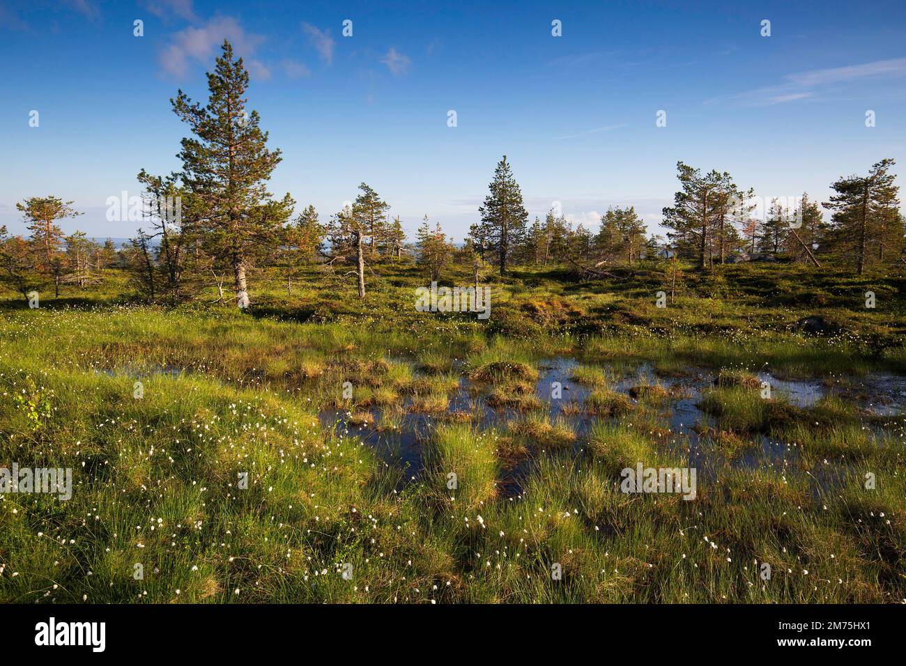 Slope bog on Riisitunturi, Riisitunturi National Park, Lapland, Finland ...