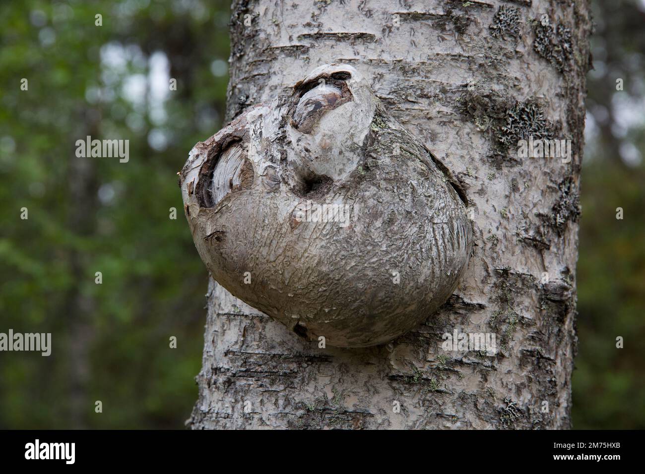 Tree canker on birch, Lemmenjoki National Park, Lapland, Finland Stock ...