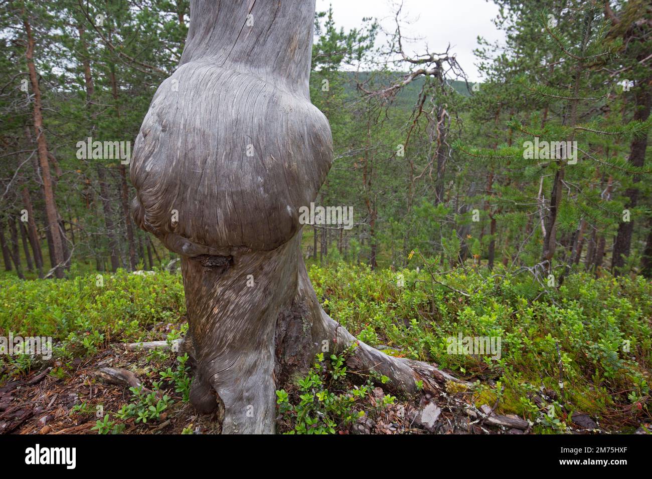 Tree canker on birch, Lemmenjoki National Park, Lapland, Finland Stock ...