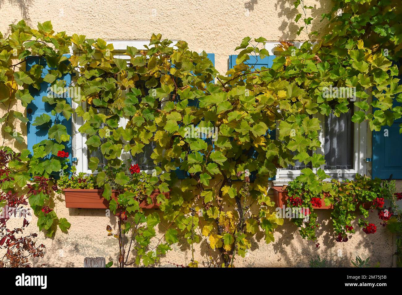 Grape vine (Vitis vinifera) in front of the windows of a residential ...