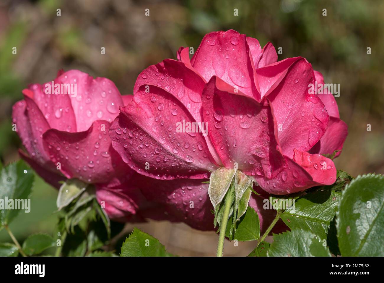 Red shrub rose (Rosa) with raindrops, Bavaria, Germany Stock Photo - Alamy