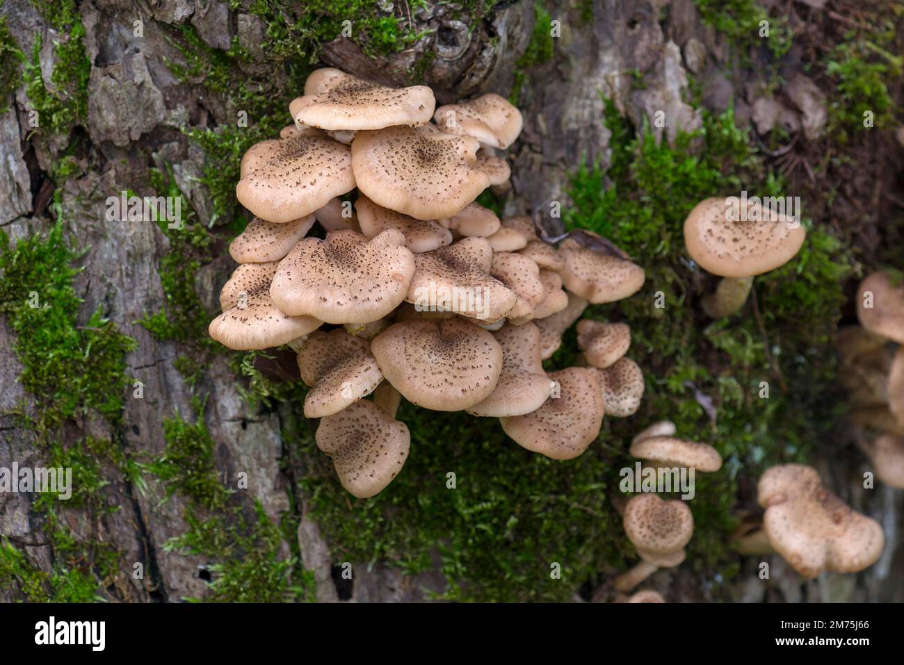Armillaria polymyces (Armillaria ostoyae), Bavaria, Germany Stock Photo ...