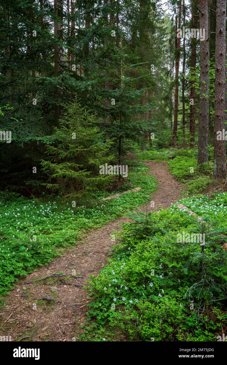 Spruce trees and a small pathway in a lush and flowering forest in ...