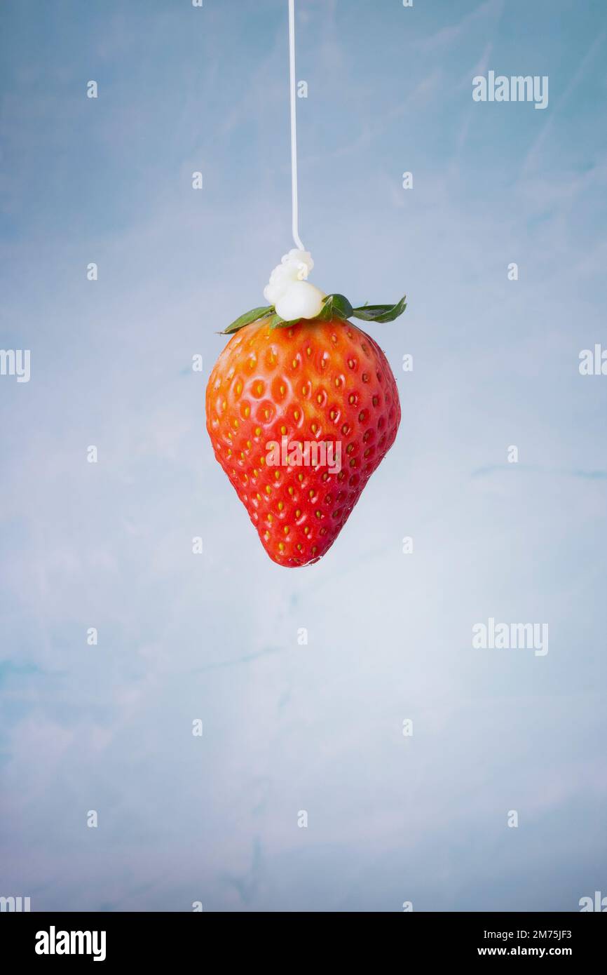A beautiful closeup of a strawberry with condensed milk isolated on ...