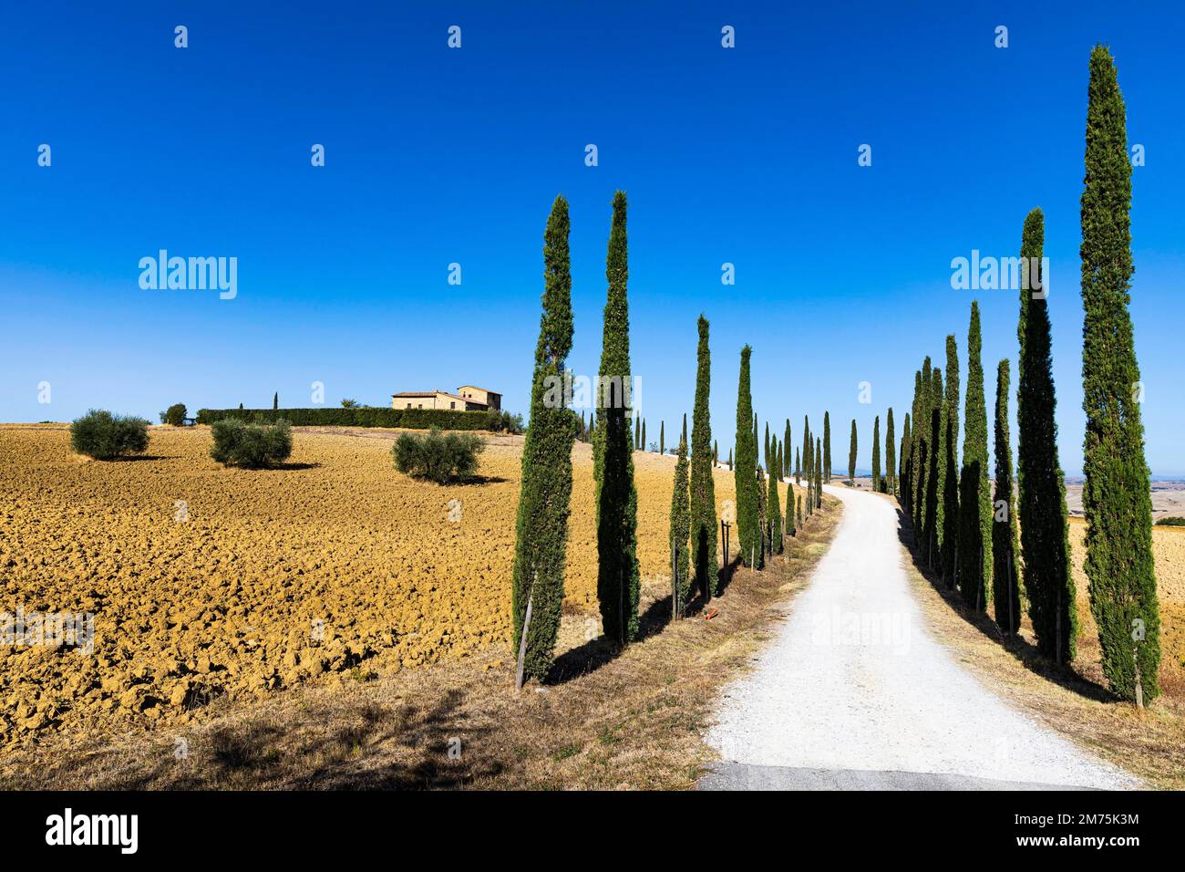 Cypress-lined driveway to a country house, near Pienza, Tuscany, Italy ...
