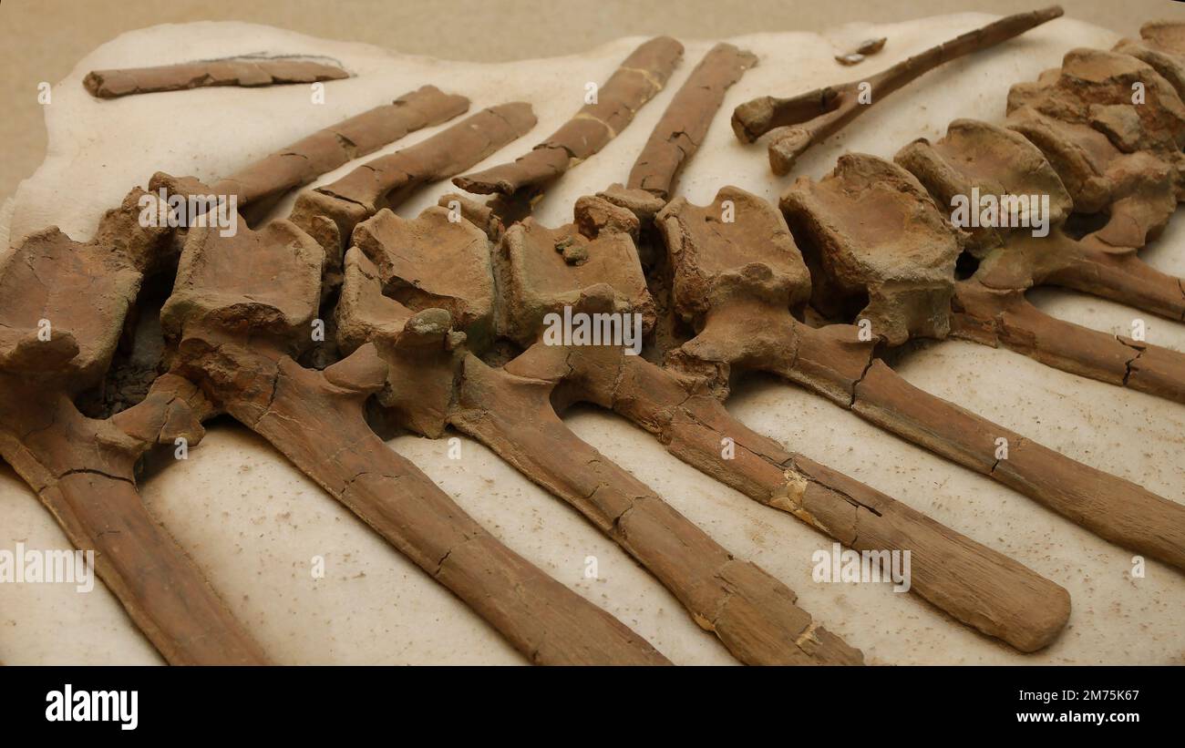 Caudal tail vertebrae of a Hadrosaur dinosaur Stock Photo - Alamy