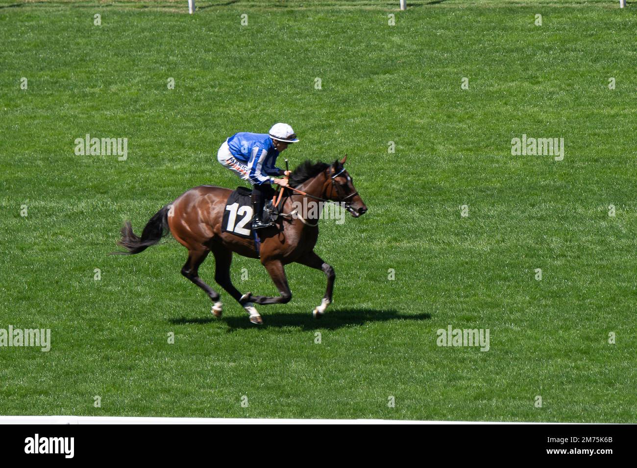 The british stallion studs ebf restricted novice stakes hi-res stock ...