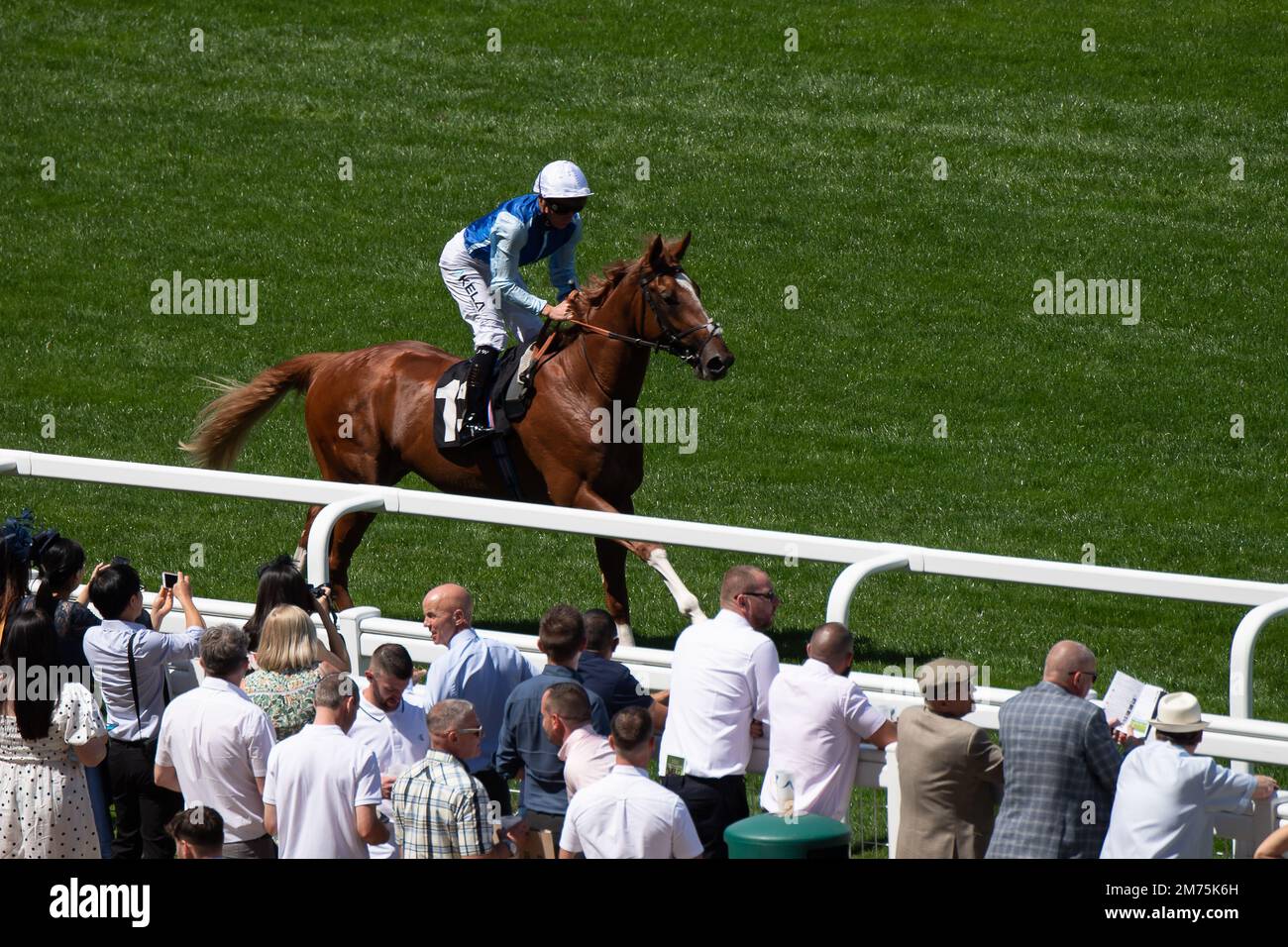 The british stallion studs ebf restricted novice stakes at ascot hi-res ...