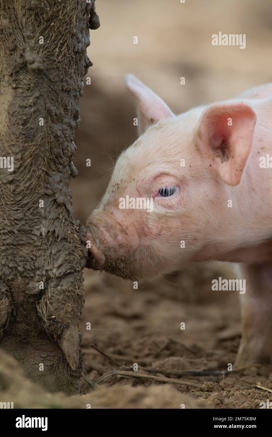Pig (Sus domesticus) juvenile piglet sniffing another pigs leg in a ...