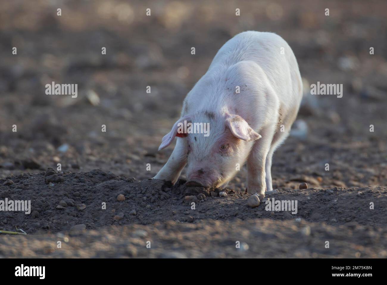 Pig (Sus domesticus) juvenile piglet in a farm field, Suffolk, England ...