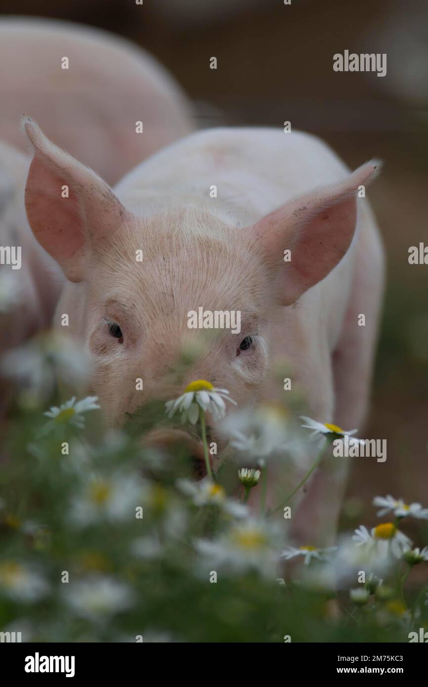 Pig (Sus domesticus) juvenile piglet sniffing Mayflower flowers in a ...
