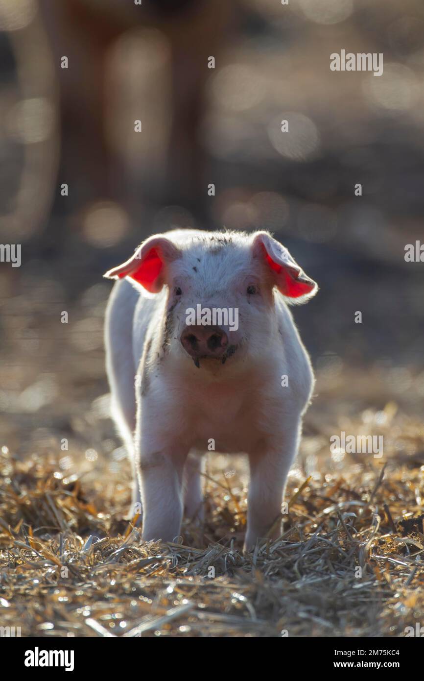 Pig (Sus domesticus) juvenile piglet in a farm field, Suffolk, England ...
