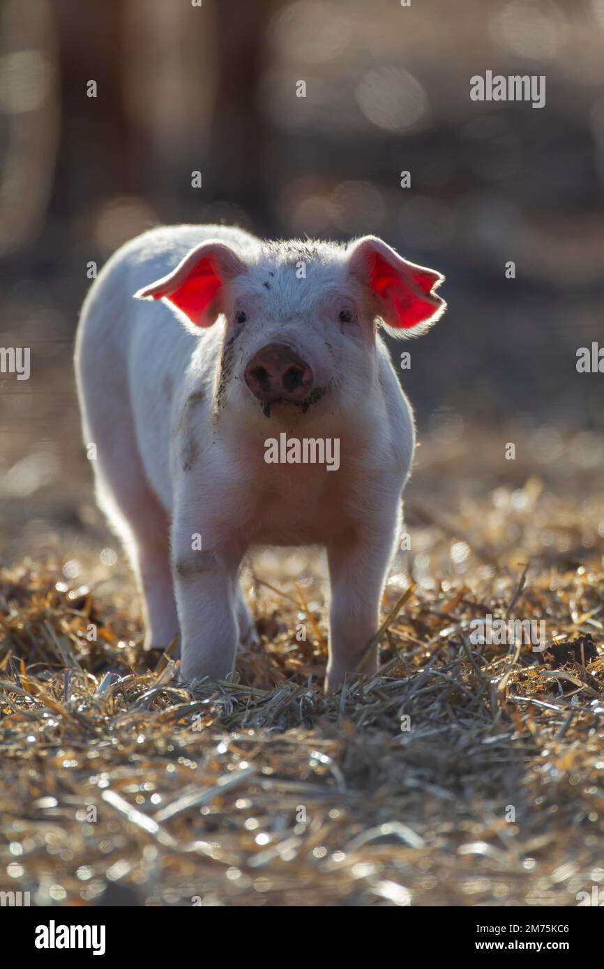 Pig (Sus domesticus) juvenile piglet in a farm field, Suffolk, England ...