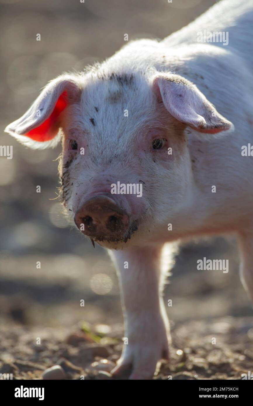 Pig (Sus domesticus) juvenile piglet in a farm field, Suffolk, England ...