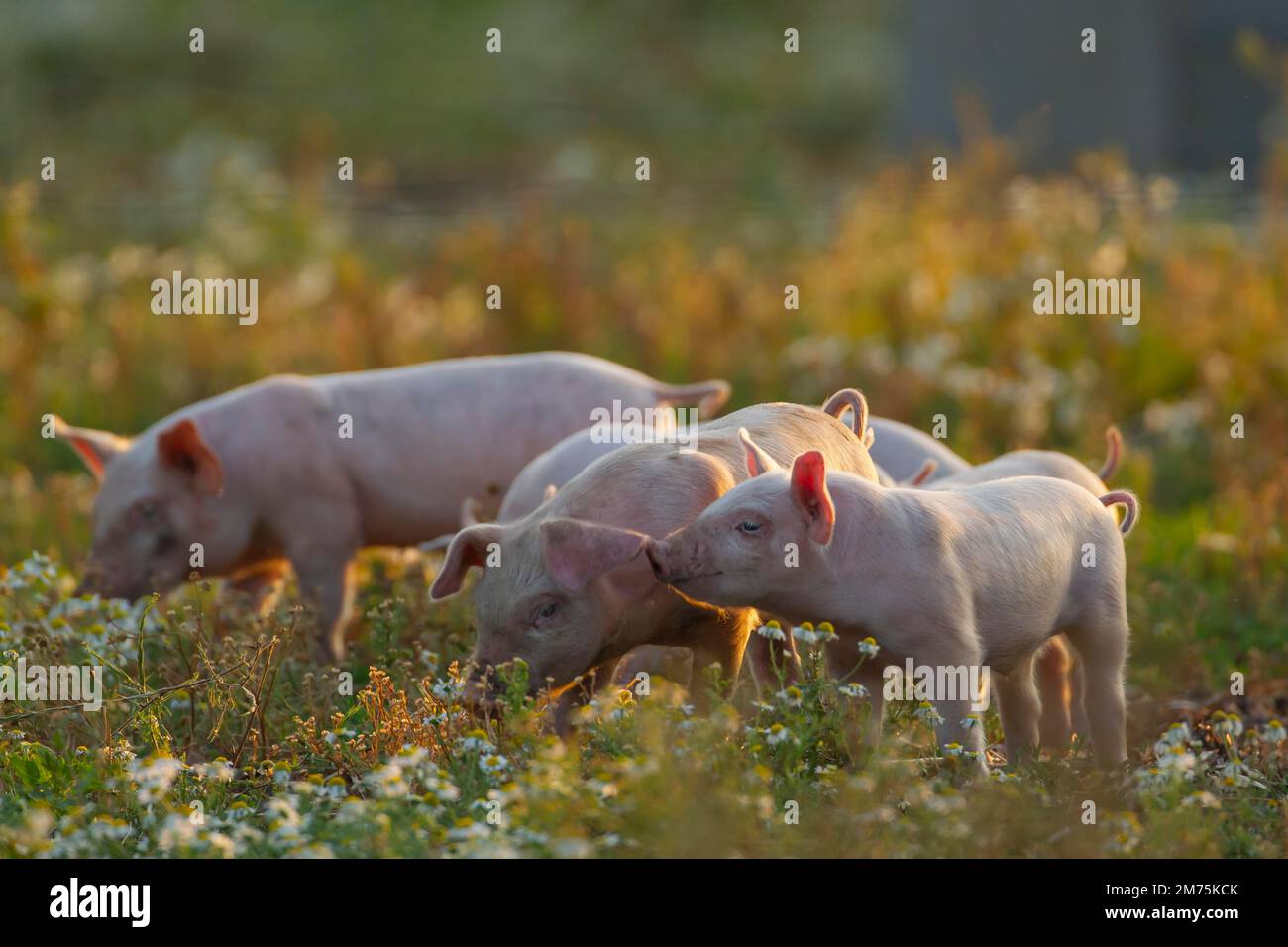 Pig (Sus domesticus) juvenile piglets standing amongst flowering ...