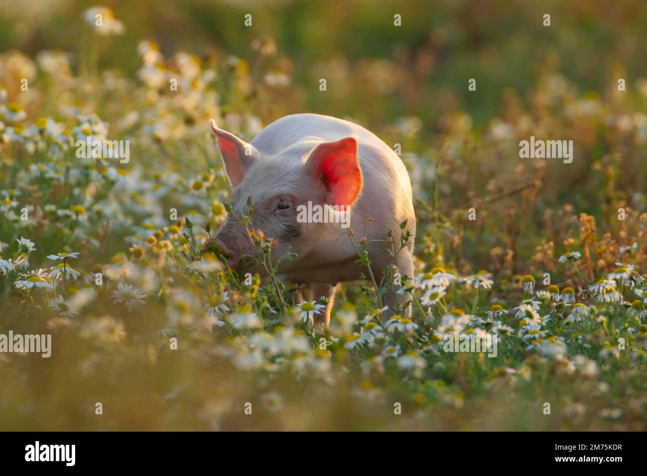 Pig (Sus domesticus) juvenile piglet standing amongst flowering Mayweed ...