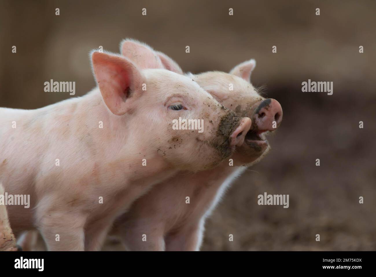 Pig (Sus domesticus) two juvenile piglets playing in a farm field ...