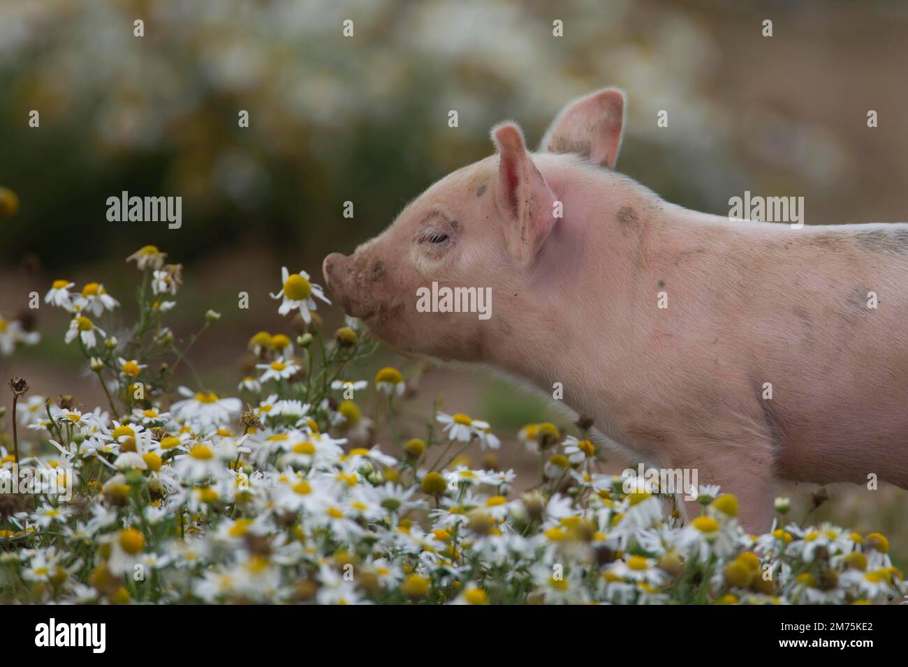 Pig (Sus domesticus) juvenile piglet sniffing Mayflower flowers in a ...