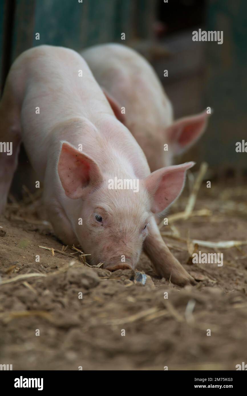 Pig (Sus domesticus) juvenile piglet resting by pigsty in a farm field ...