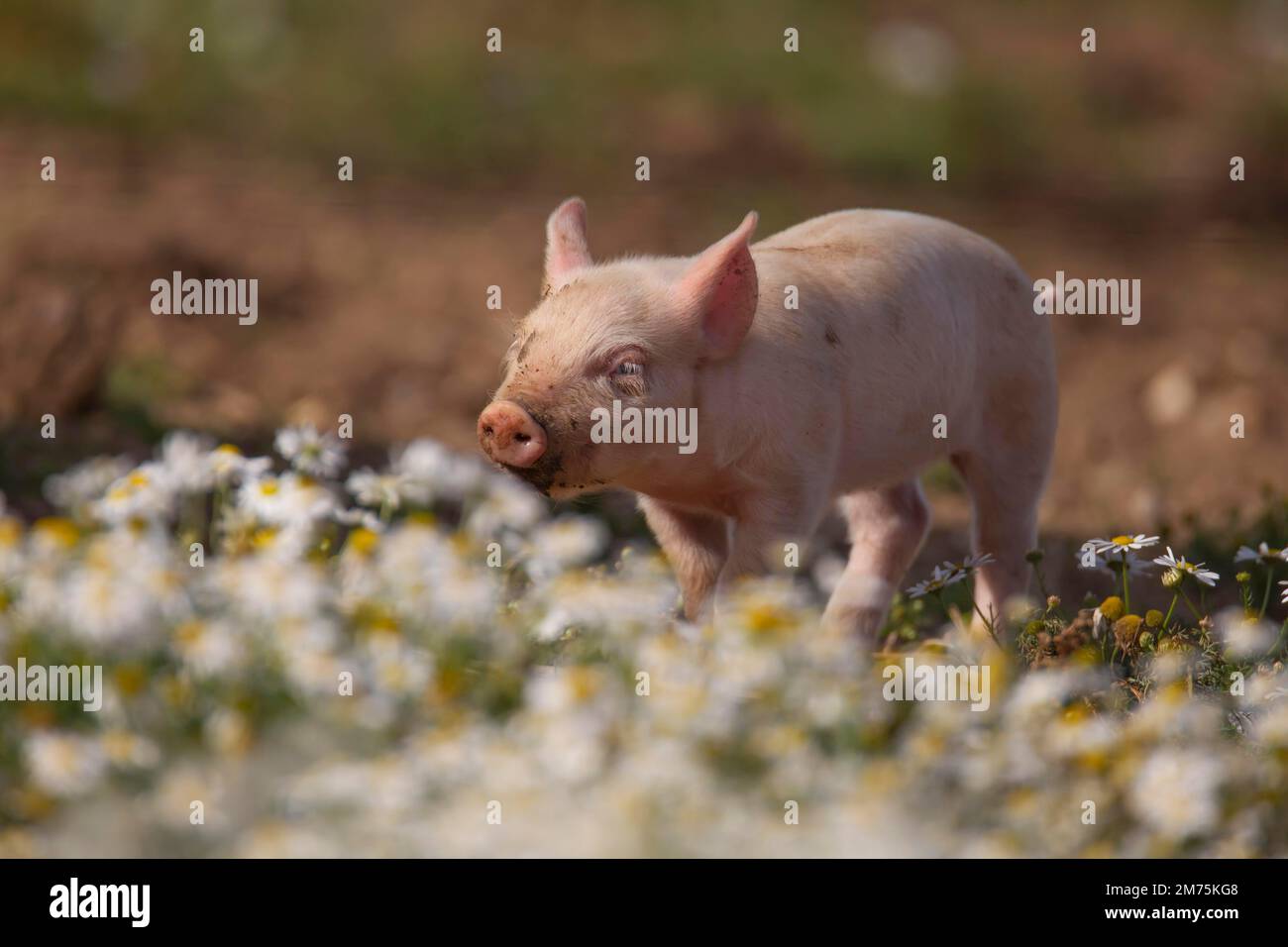 Piglet Sniffing Flower