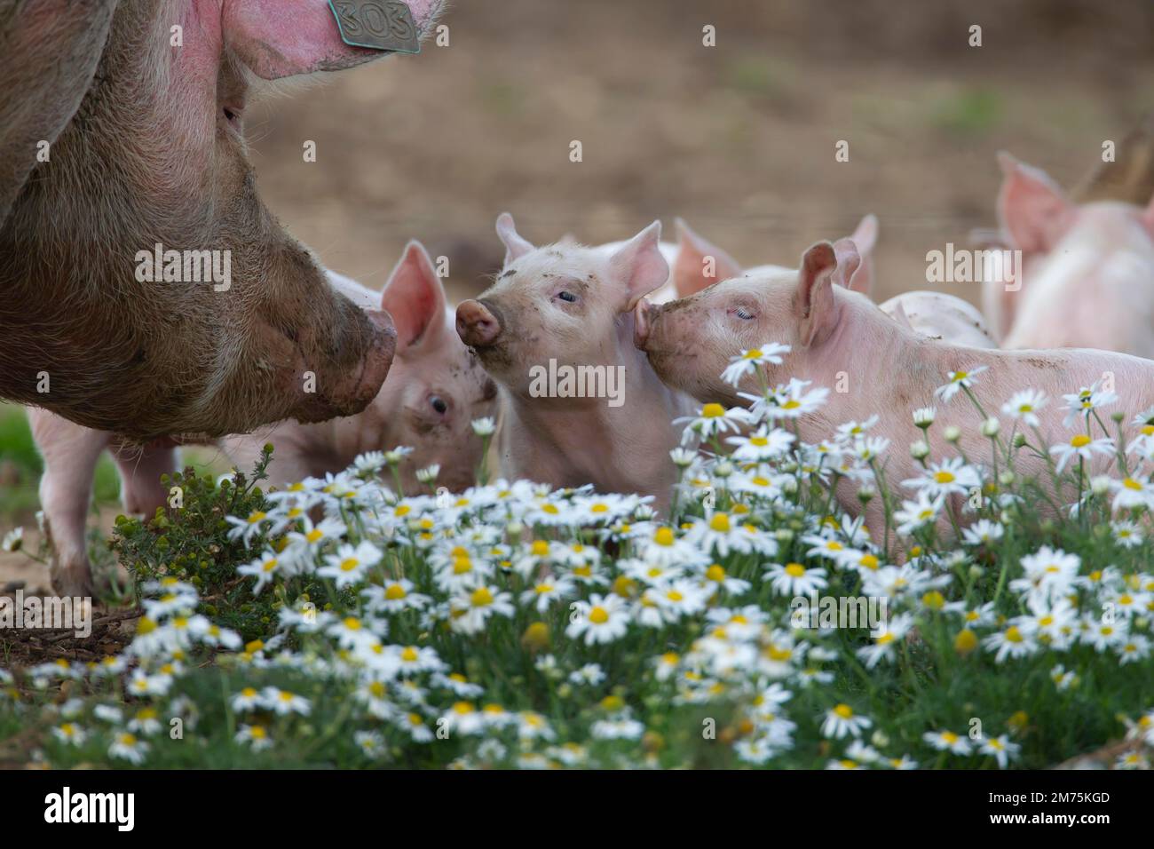 Pig (Sus domesticus) adult animal with baby piglets in a farm field ...