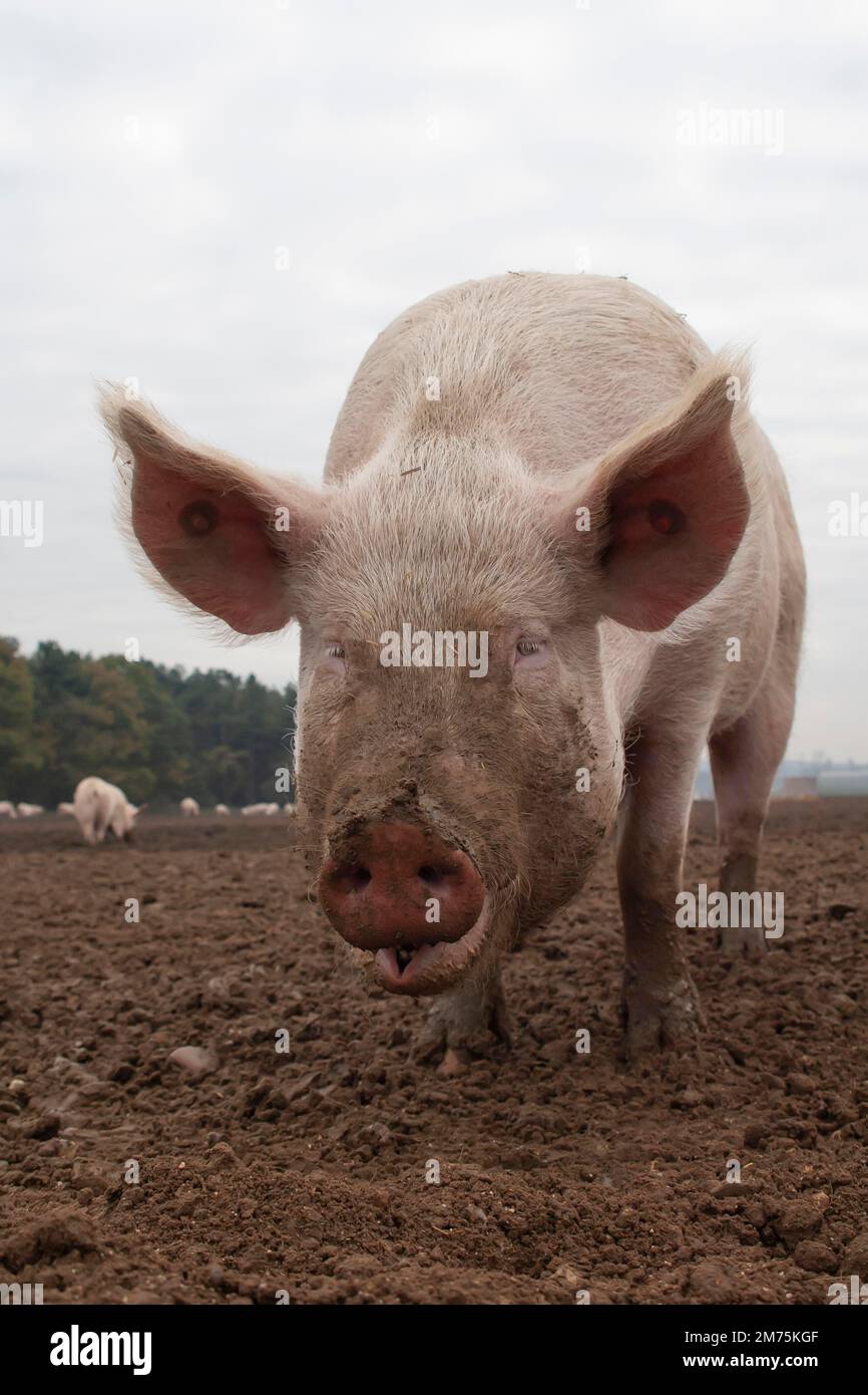 Pig (Sus domesticus) adult animal standing in a muddy farm field ...