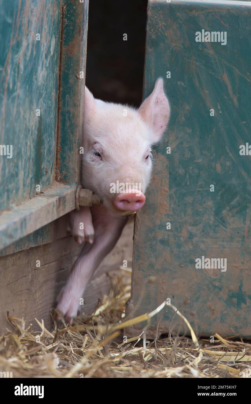 Pig (Sus domesticus) juvenile piglet squeezing out of a pigsty Suffolk ...