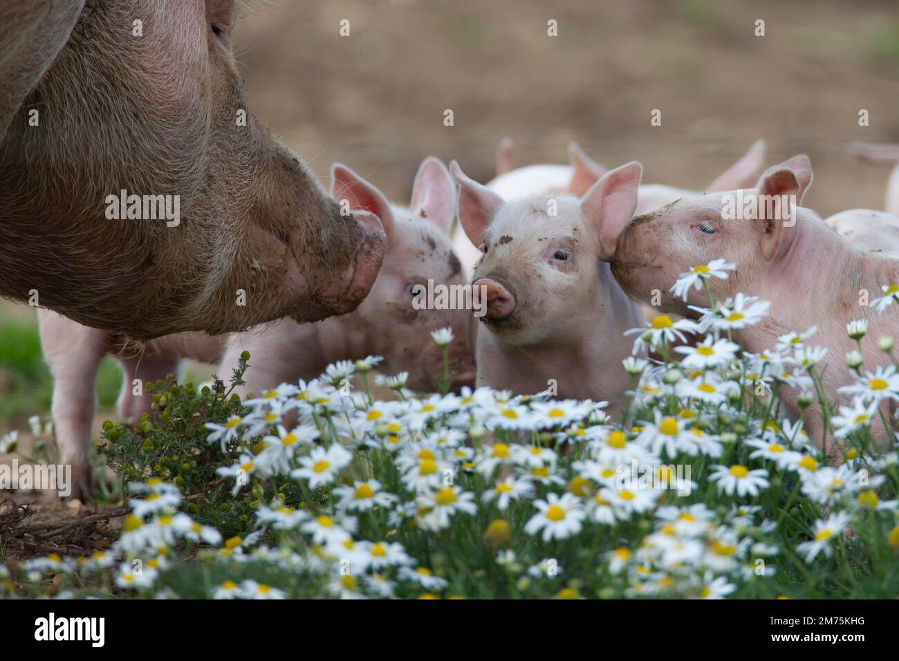 Pig (Sus domesticus) adult animal with baby piglets in a farm field ...