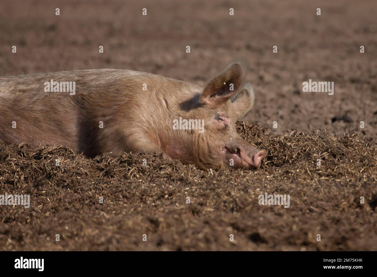 Pig (Sus domesticus) adult animal sleeping in a muddy farm field ...