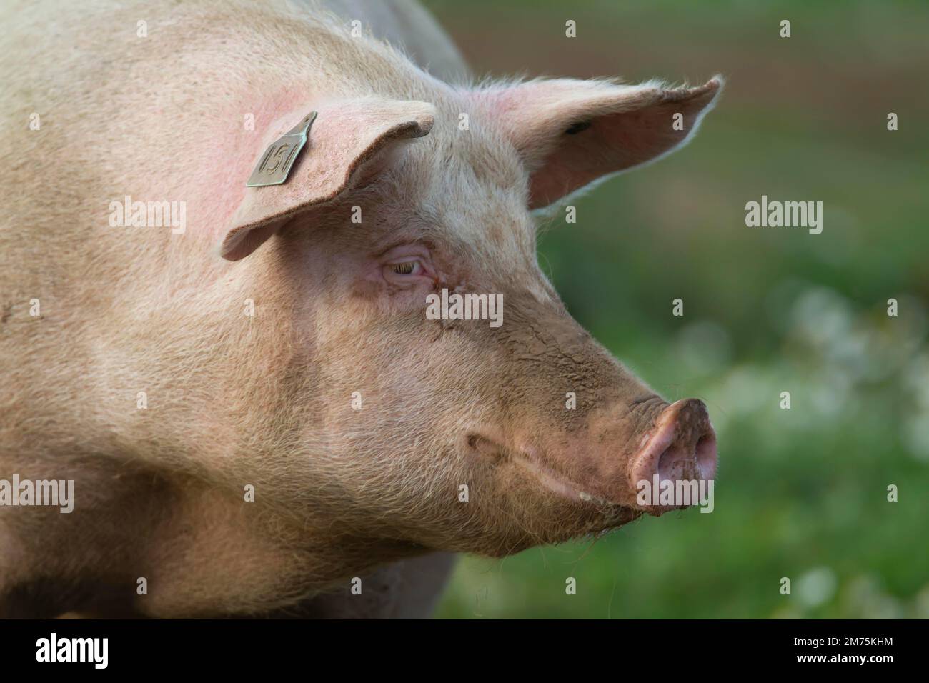 Pig (Sus domesticus) adult animal head portrait, Suffolk, England ...