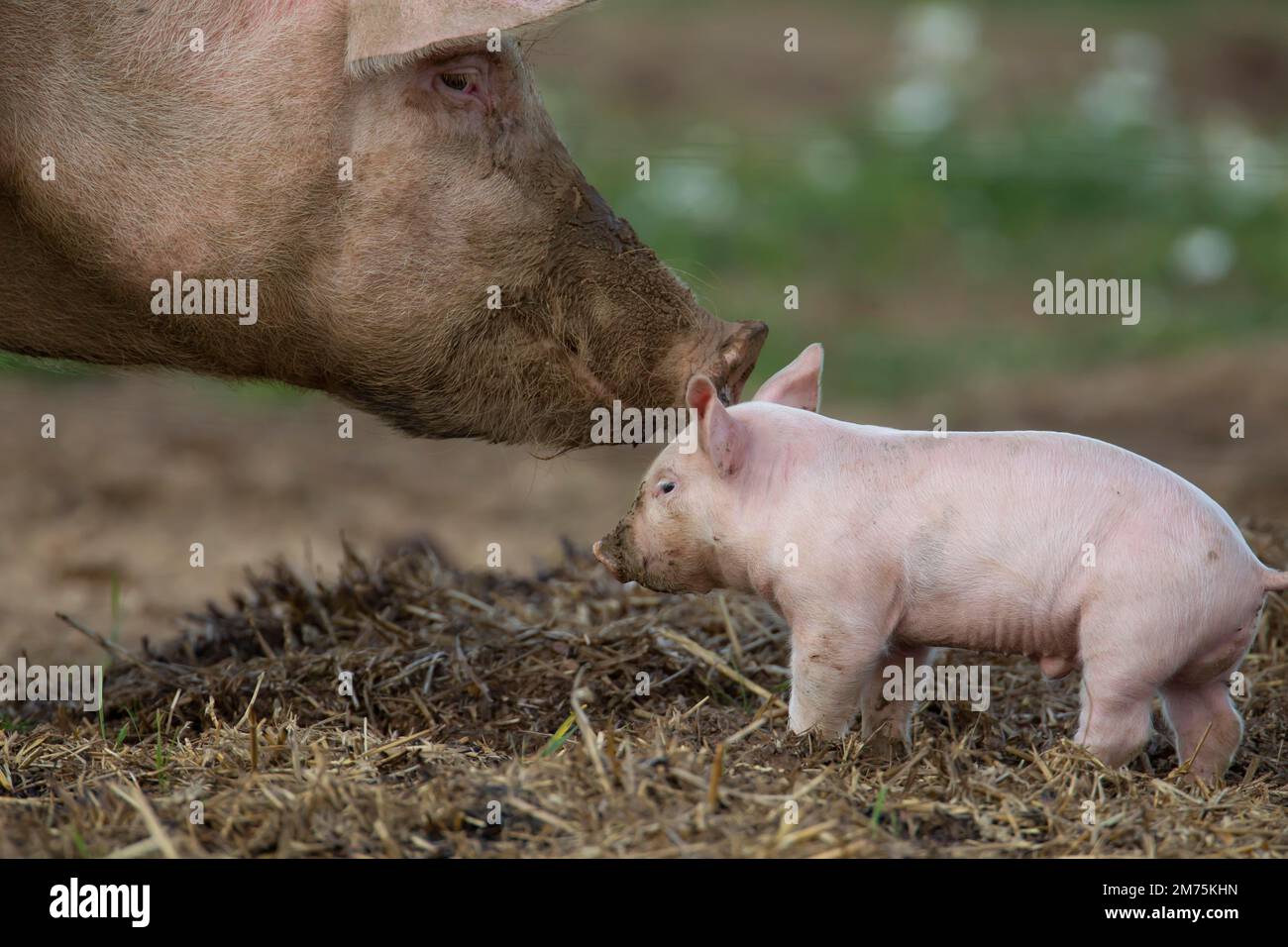 Pig (Sus domesticus) adult animal comforting a baby piglet in a farm ...