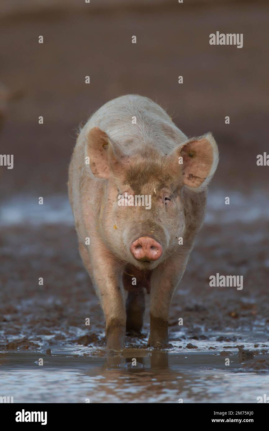 Pig farming in suffolk england hi-res stock photography and images - Alamy