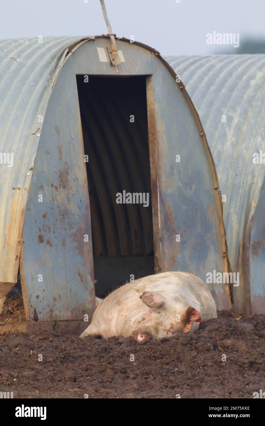 Pig (Sus domesticus) adult animal sleeping by a pigsty, Suffolk ...
