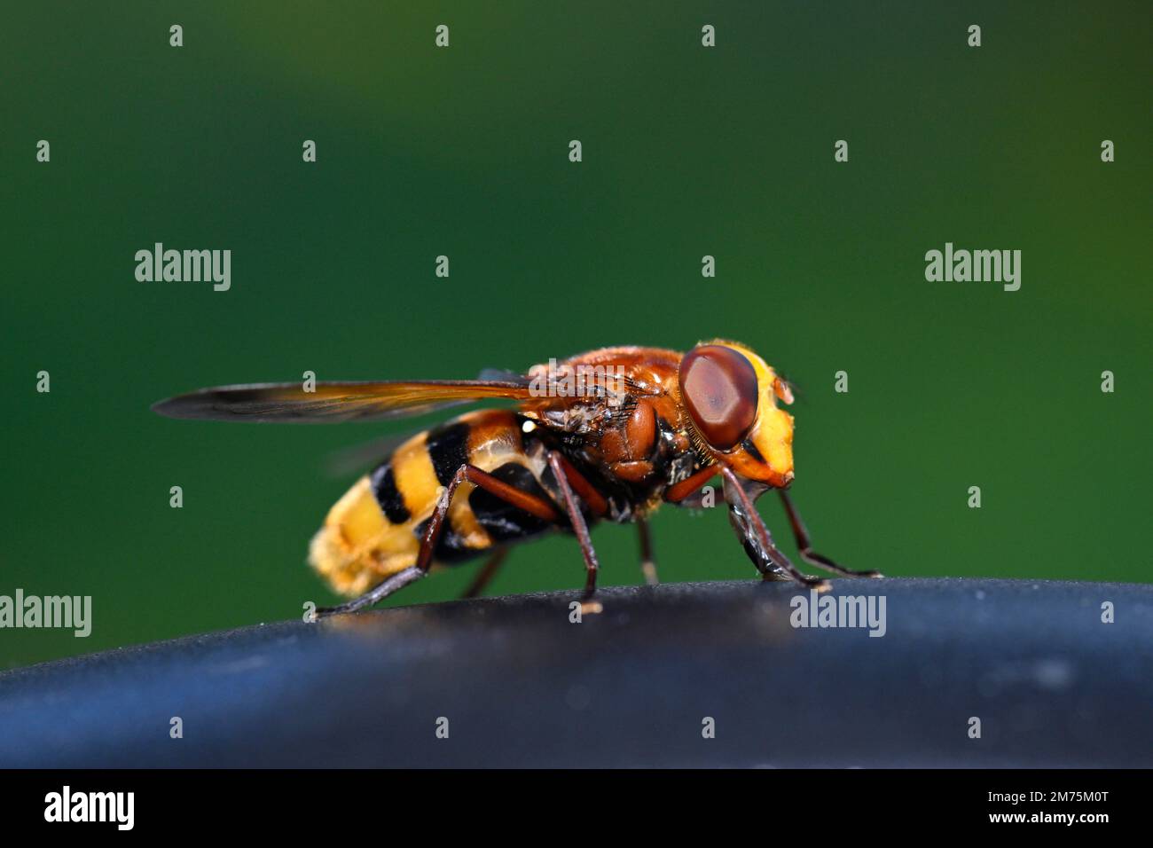 Hornet hoverfly, also hornet mimic hoverfly (Volucella zonaria) or girdle hoverfly, Stuttgart ...