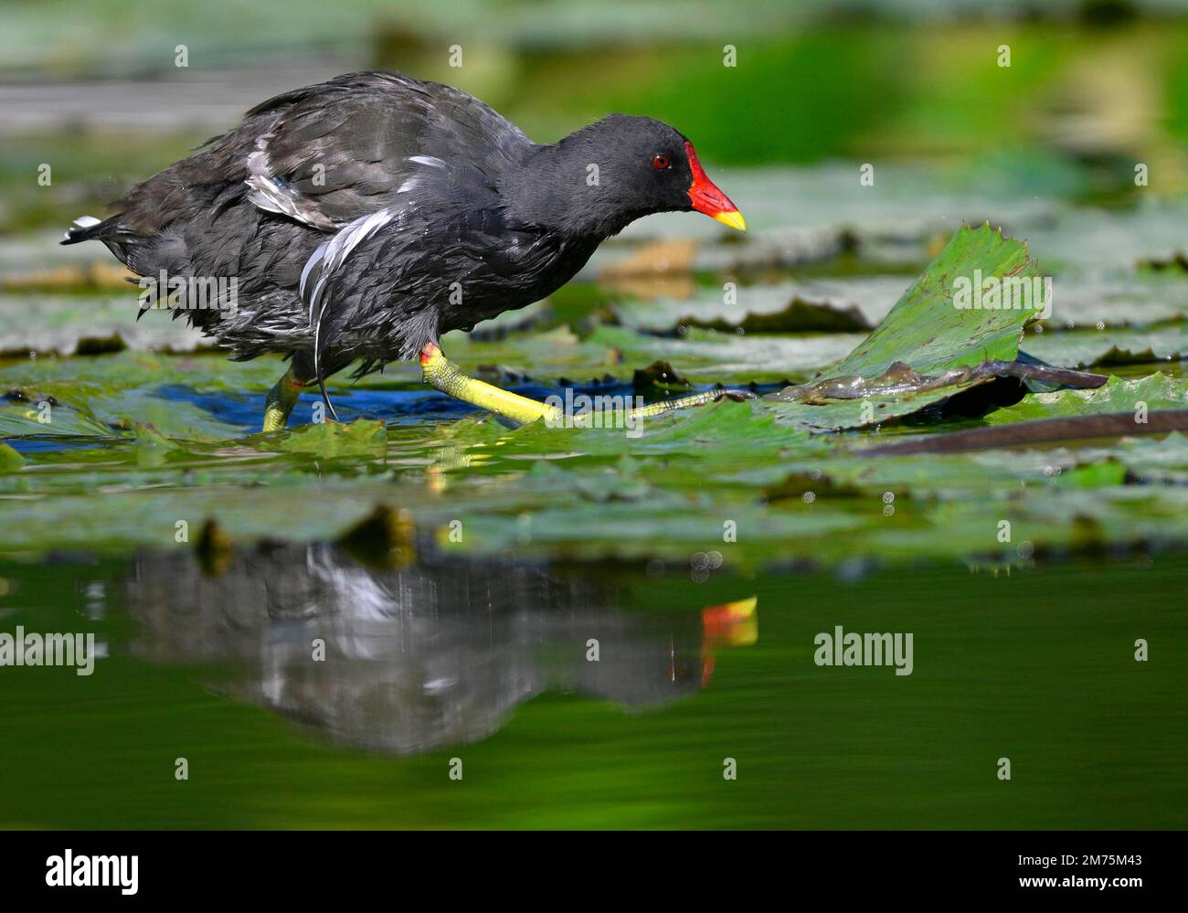 Female moorhen hi-res stock photography and images - Alamy