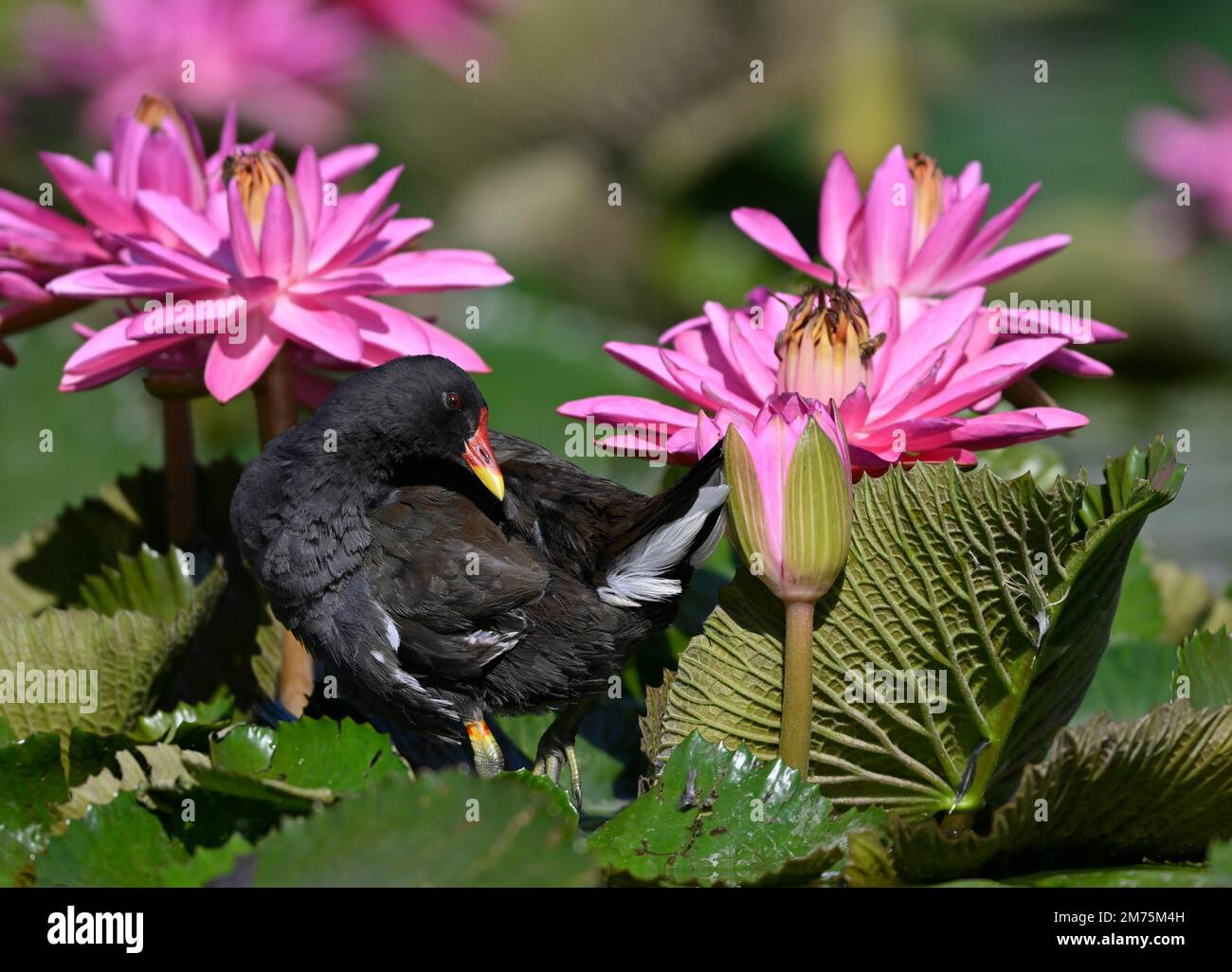 Common moorhen (Gallinula chloropus), female, water lily (Nymphaea ...