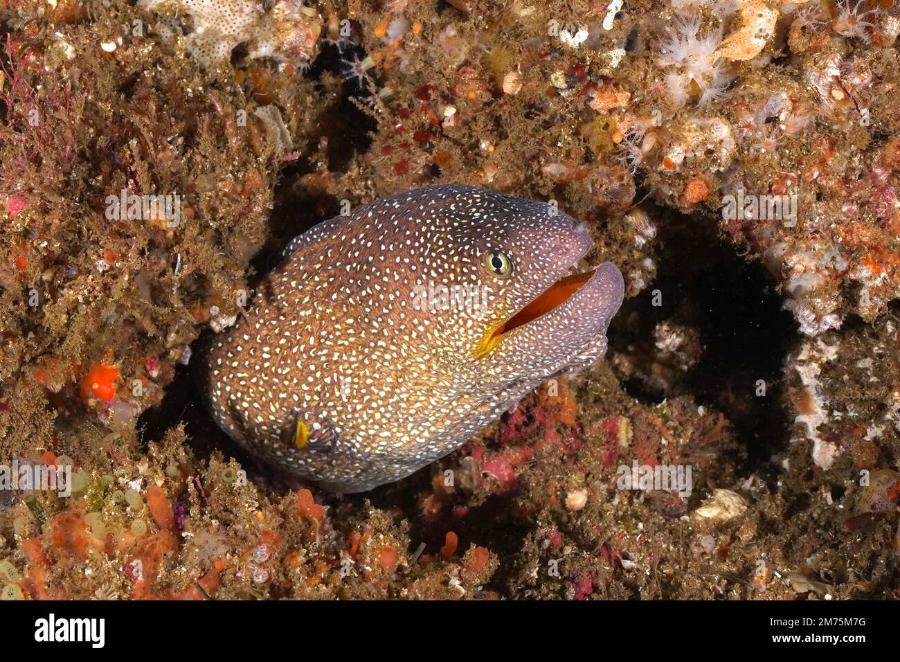 Starry moray (Gymnothorax nudivomer) . Aliwal Shoal Dive Site, Umkomaas ...