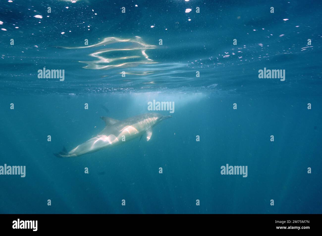 Short-beaked common dolphin (Delphinus delphis) with sun rays. Dive ...