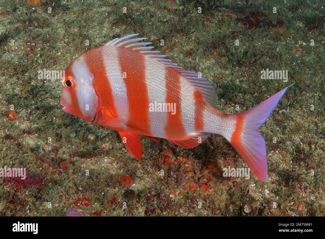 South african freshwater fish hi-res stock photography and images - Alamy
