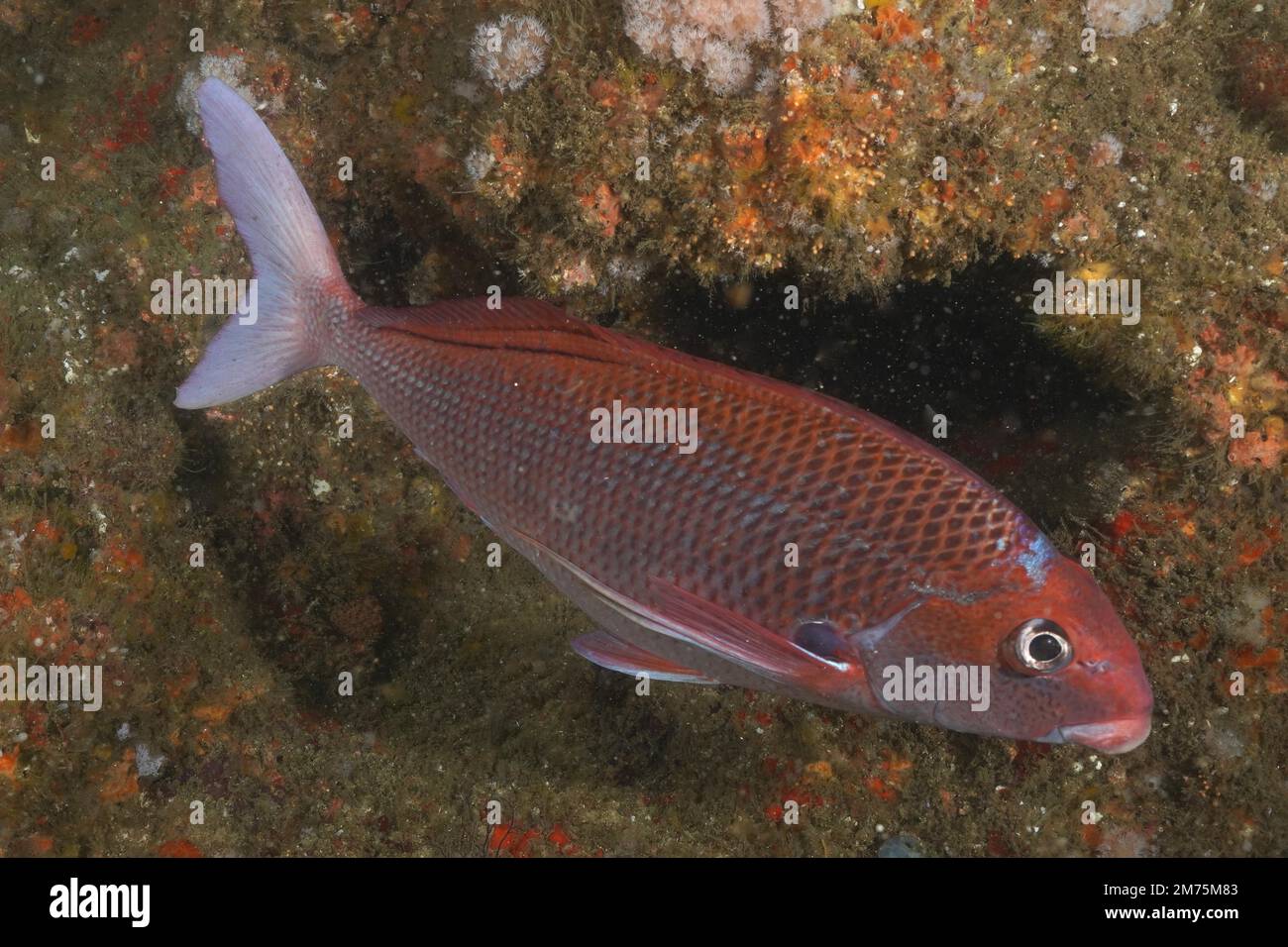 Natal fingerfin (Chirodactylus jessicalenorum), endemic bony fish ...
