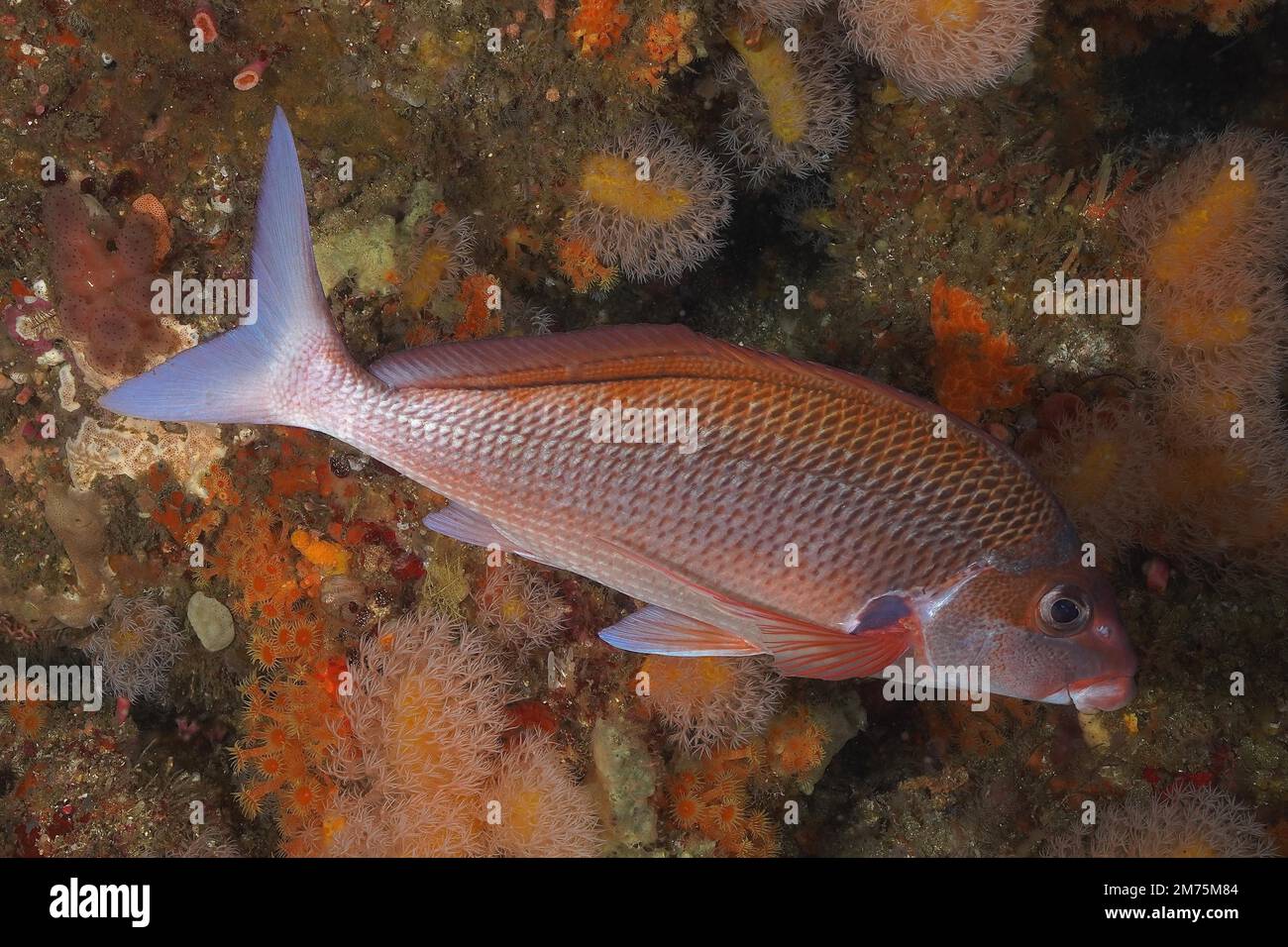 Bony fish hi-res stock photography and images - Alamy