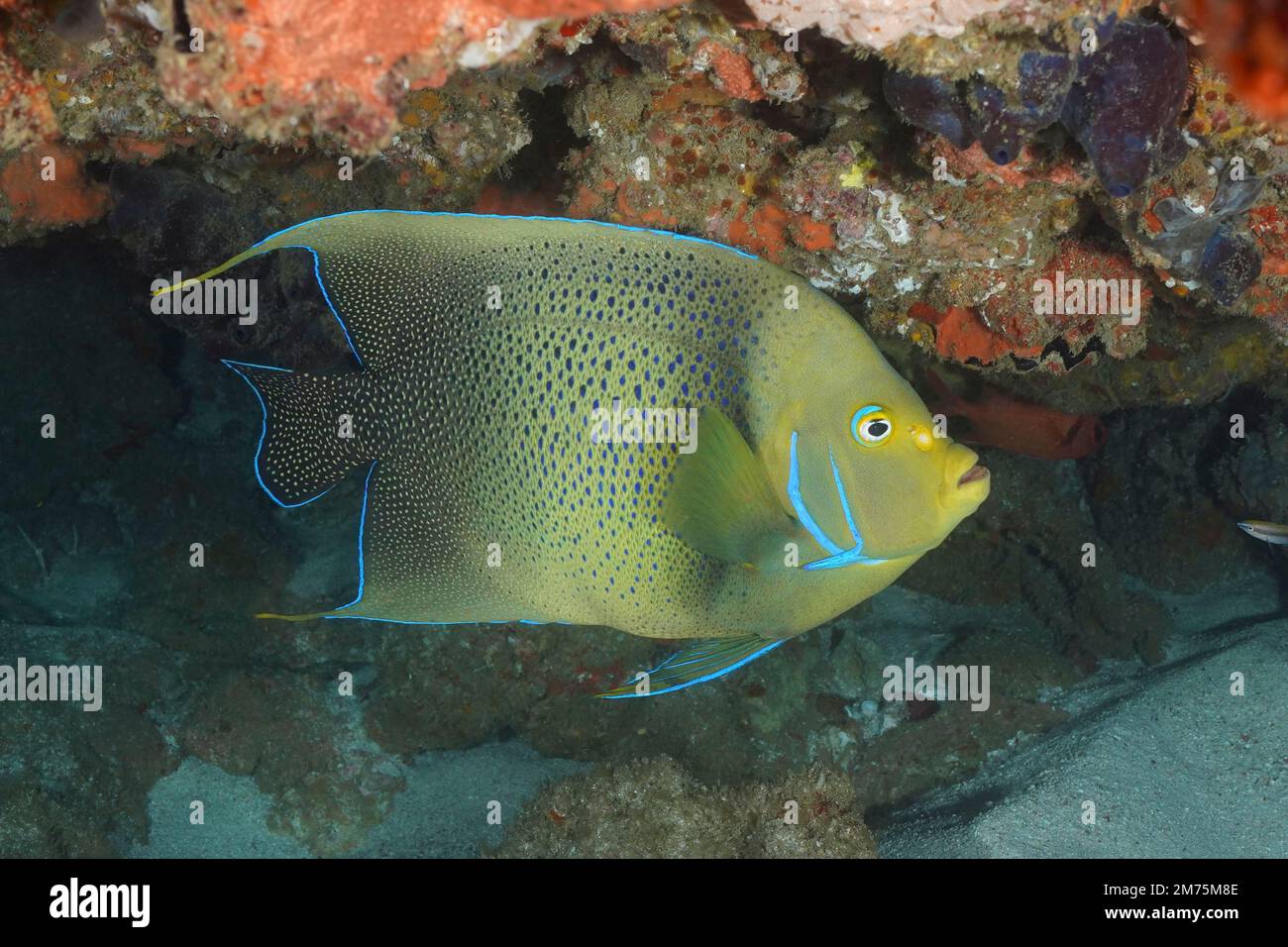 Koran angelfish (Pomacanthus semicirculatus) . Dive site Sodwana Bay ...