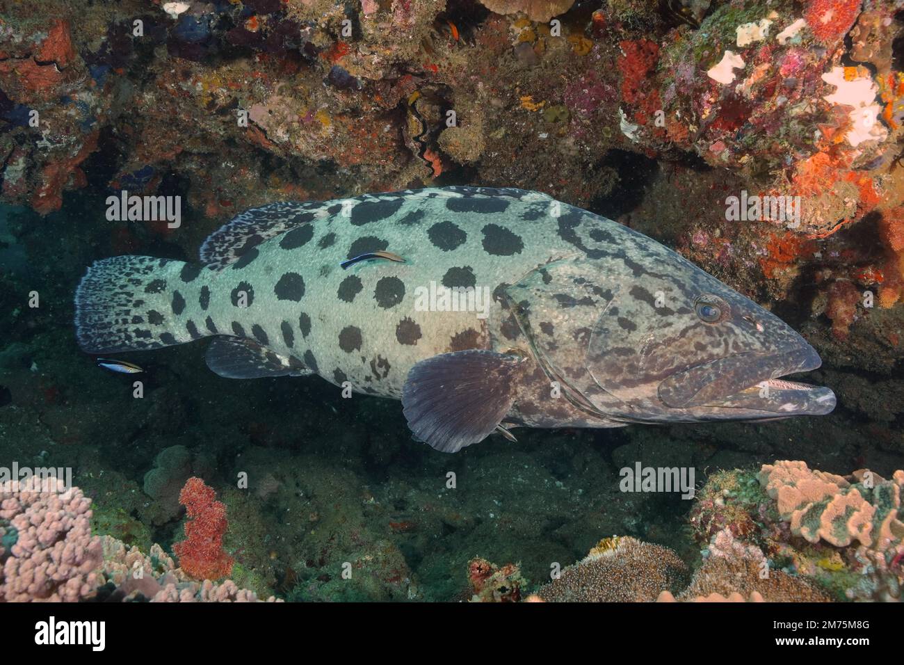 Potato grouper (Epinephelus tukula) . Dive site Sodwana Bay, Maputaland ...