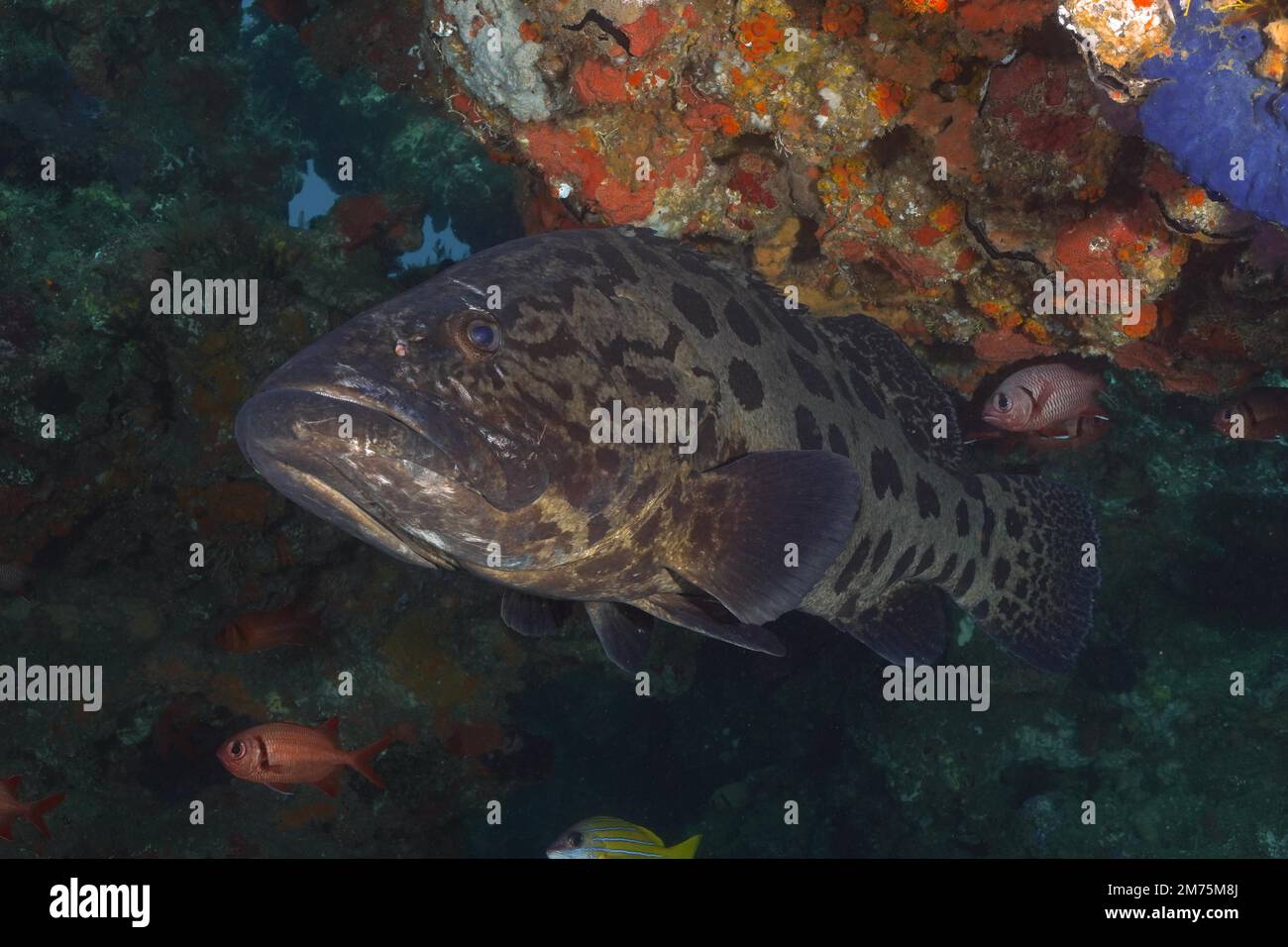 Potato grouper (Epinephelus tukula) in its burrow. Dive site Sodwana ...