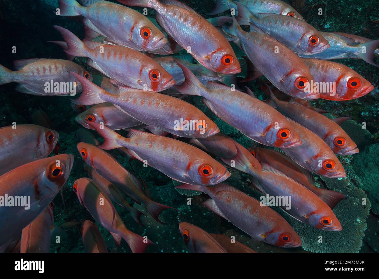 Group of common bigeye (Priacanthus hamrur), silver variety. Dive site ...