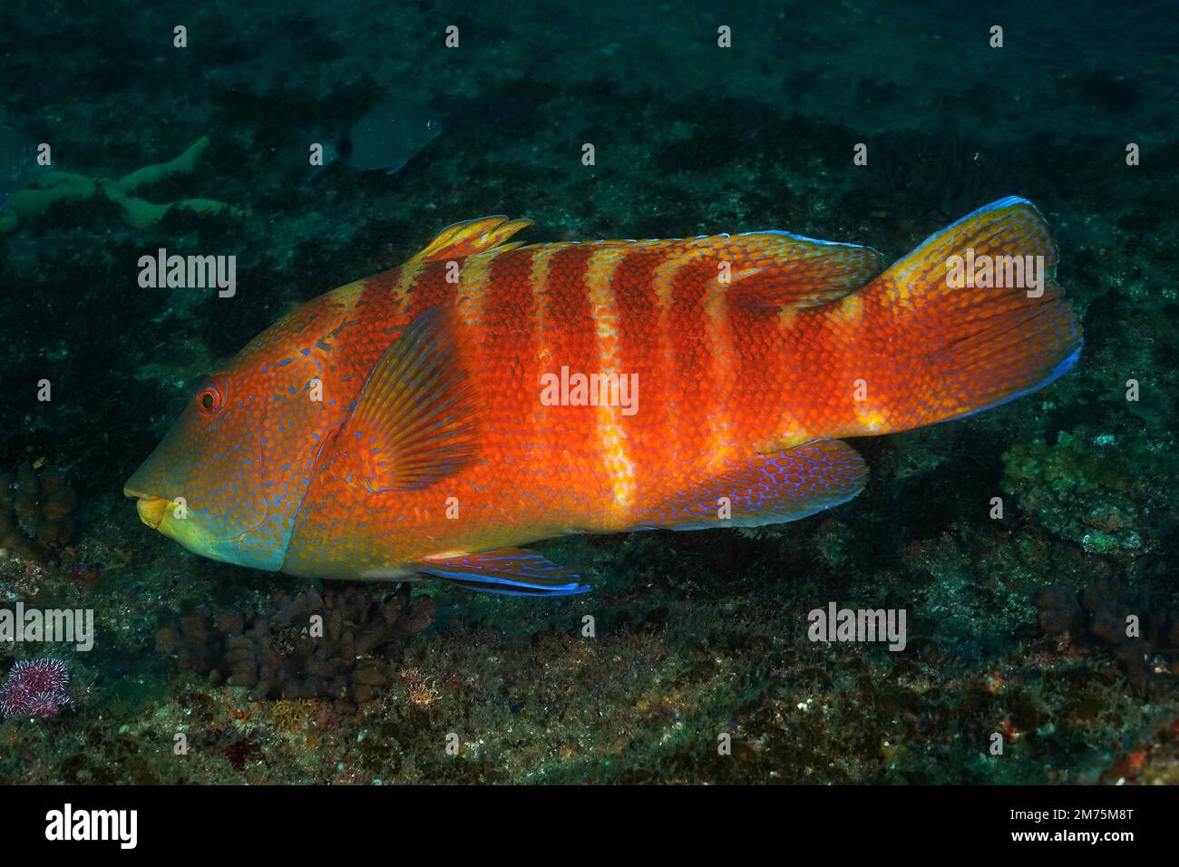 Colourful Natal tooth wrasse (Anchichoerops natalensis), wrasse ...