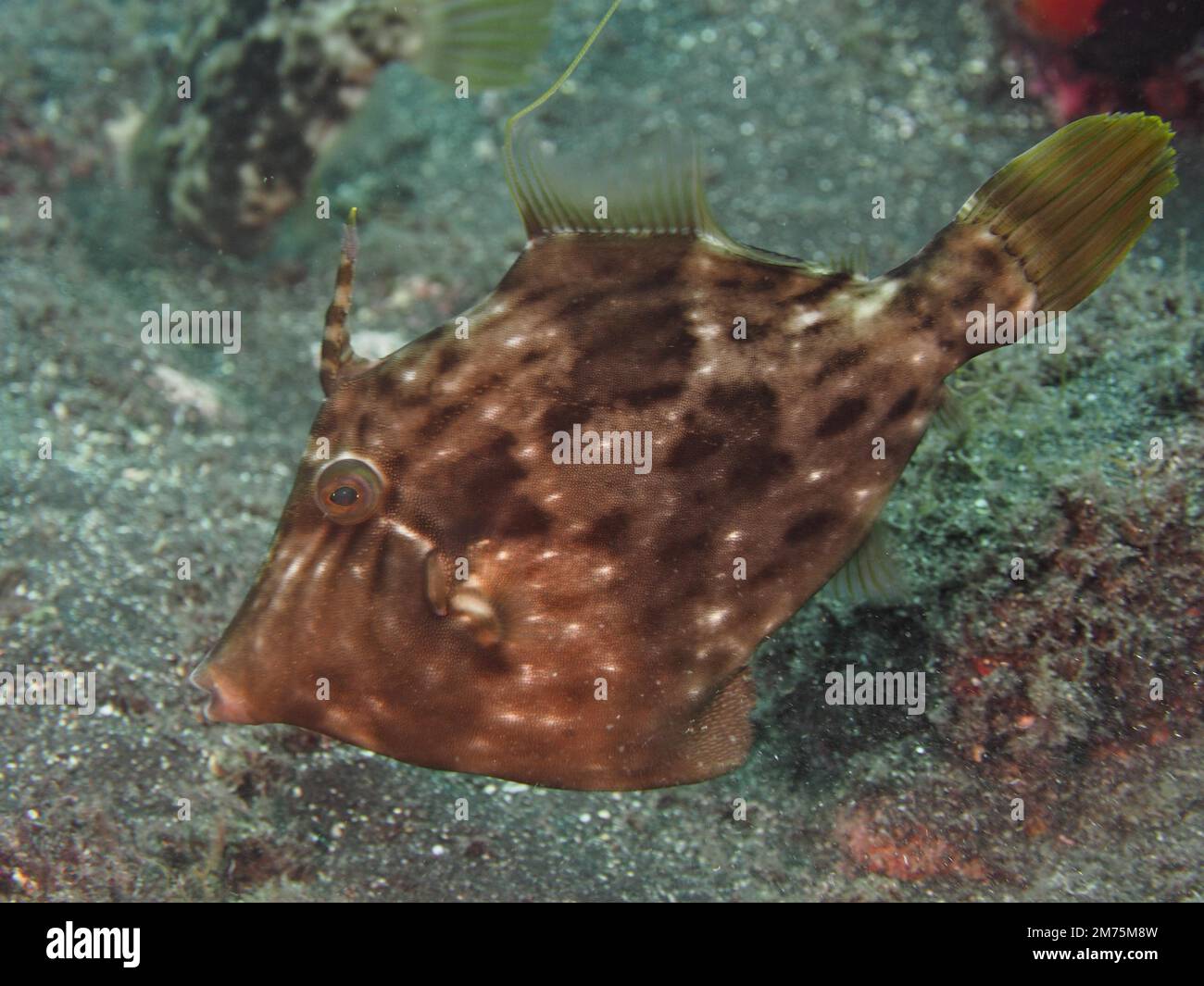Brown filefish (Stephanolepis hispidus) . Dive site Malpique, La Palma ...