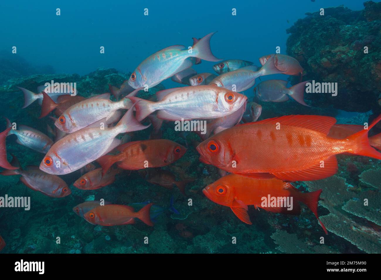 Group of common bigeye (Priacanthus hamrur), red and silver variety ...